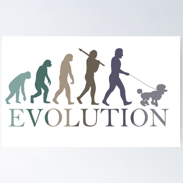"EVOLUTION Poodle" Poster for Sale by hemp3x | Redbubble