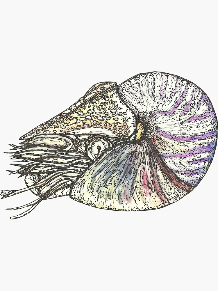 "Nautilus" Sticker for Sale by SerenSketches | Redbubble