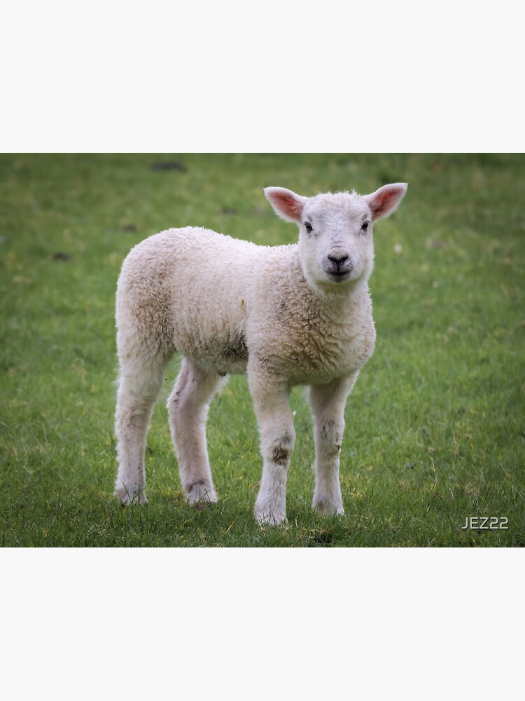 "Lamb" Poster by JEZ22 | Redbubble