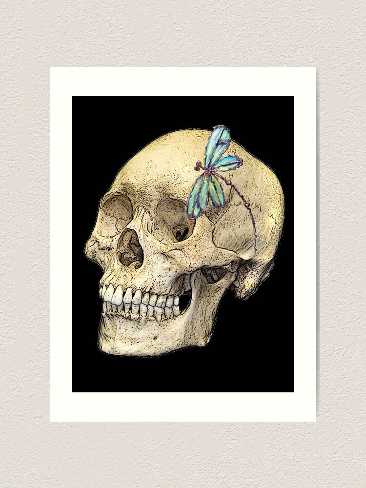 "Skull & Dragonfly " Art Print for Sale by lyndseyart | Redbubble