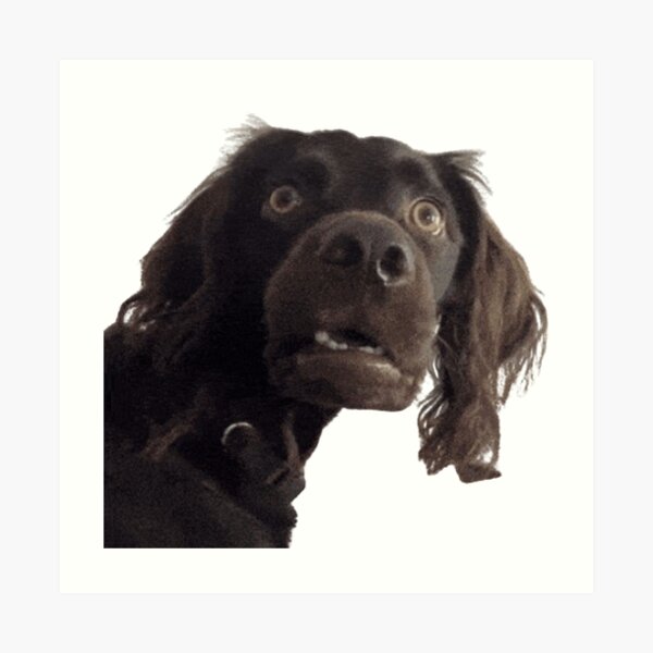 "Confused Dog Meme | Surprised Dog Meme" Art Print for Sale by IcePools ...