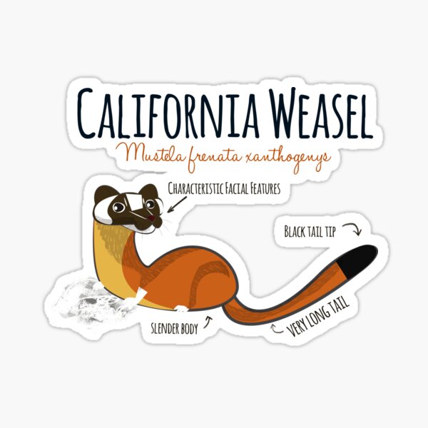 "Totem California Weasel" Sticker for Sale by belettelepink | Redbubble