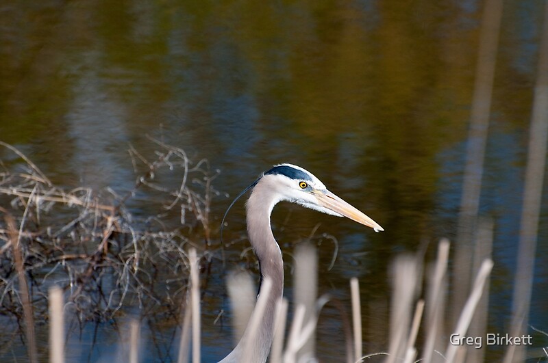 "Master Fisher" by Greg Birkett | Redbubble