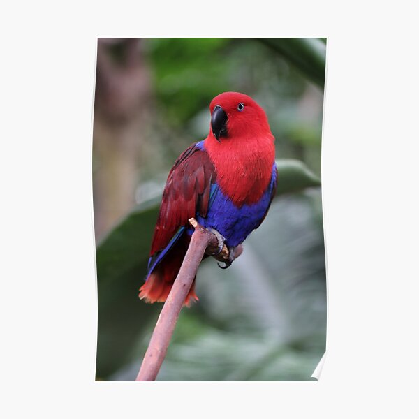"Ruby the Parrot" Poster by Tracelle | Redbubble