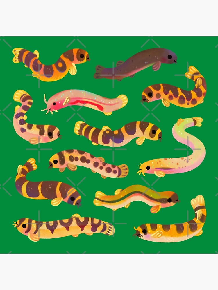 "Pangio loaches (Kuhli loach) - green" Poster for Sale by pikaole ...
