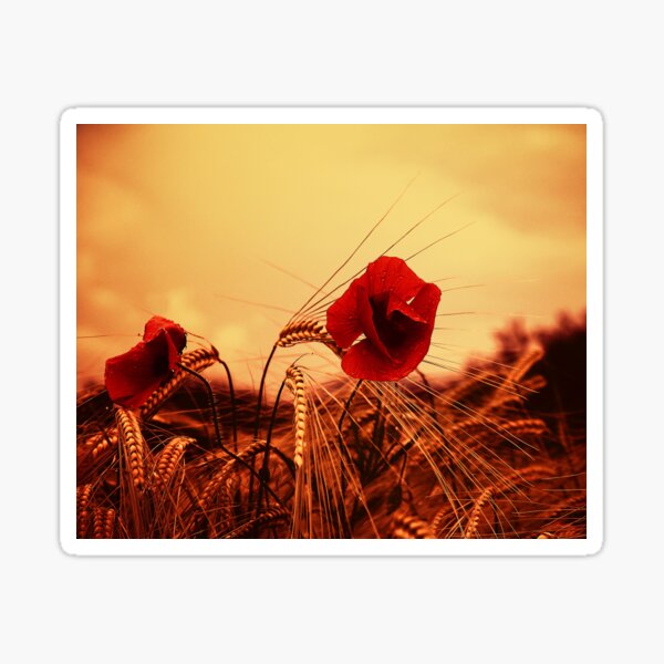 "poppy" Sticker by Prometheus2000 | Redbubble