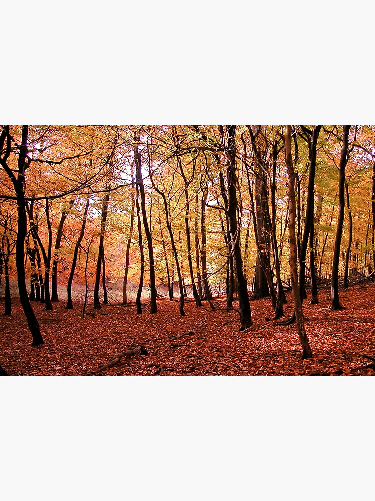 "Frithsden Beeches, Ashridge." Greeting Card for Sale by Geoff Spivey ...