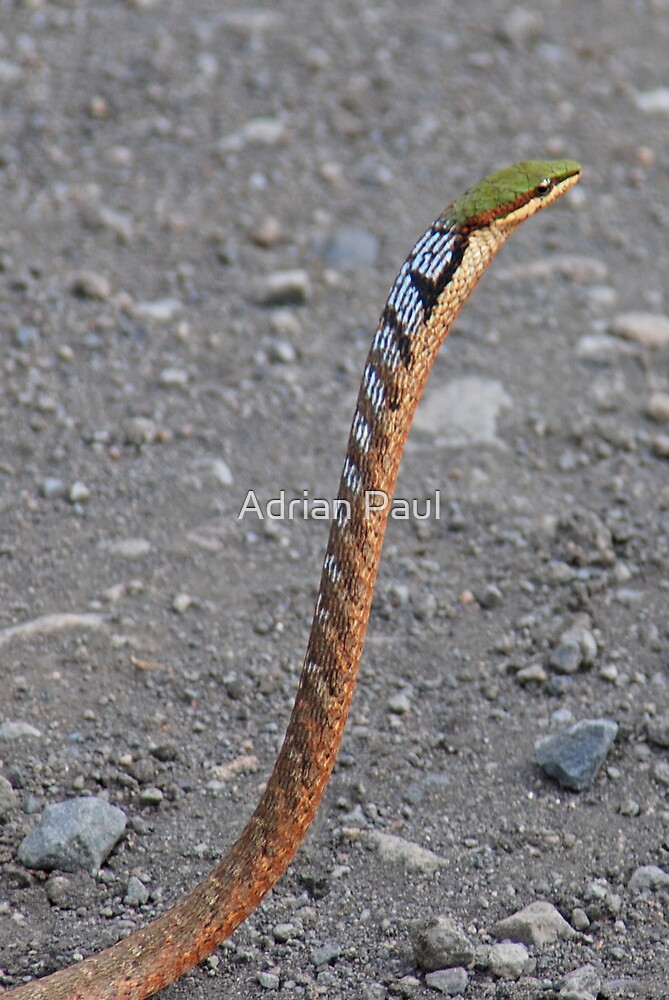 "Mozambique Twig Snake, Arusha National Park, Tanzania " by Adrian Paul ...