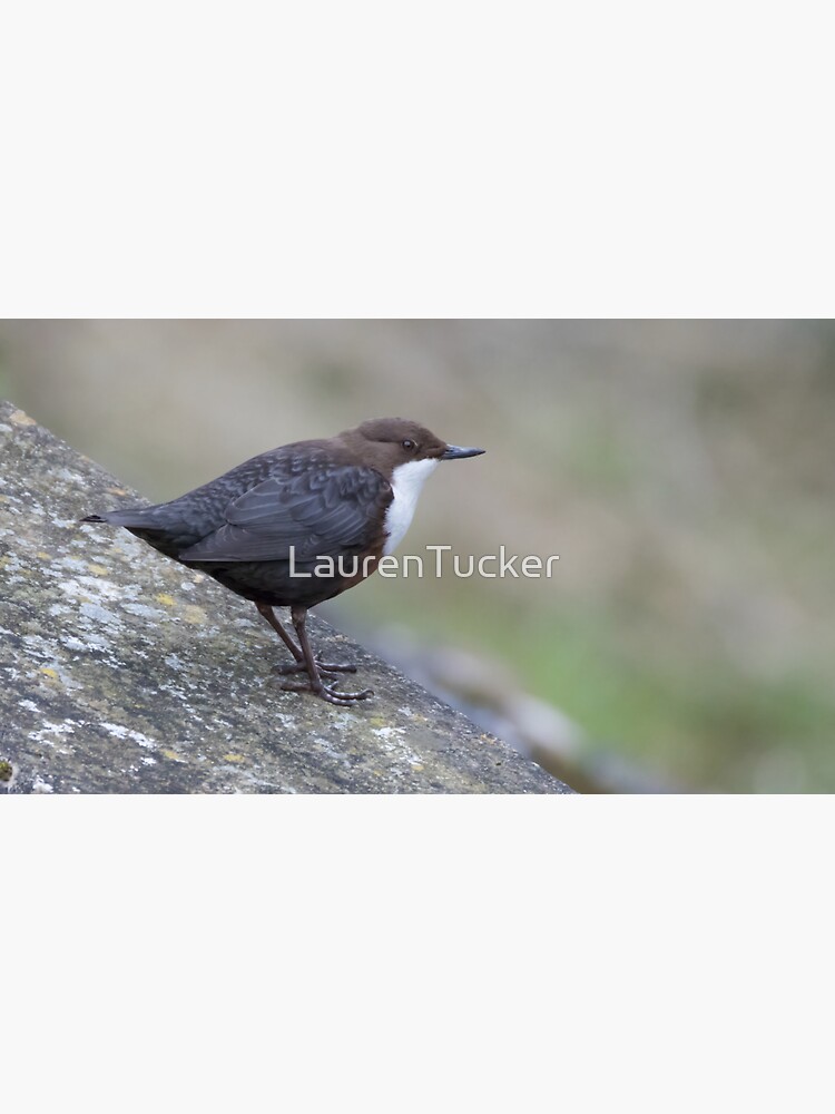 "Dipper" Sticker for Sale by LaurenTucker | Redbubble