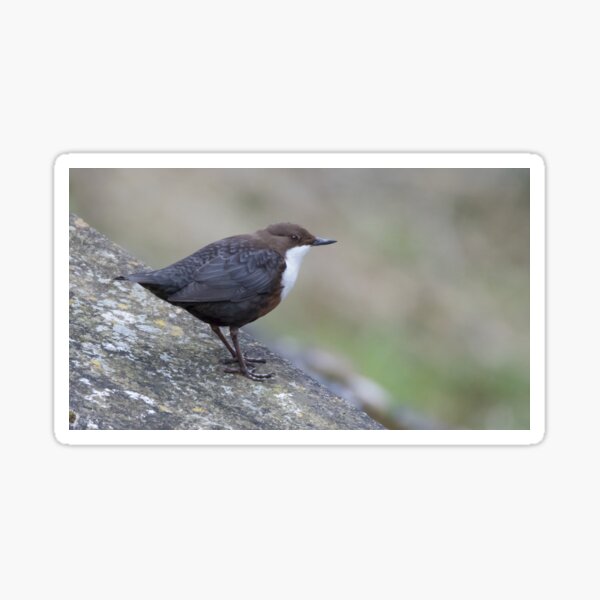 "Dipper" Sticker for Sale by LaurenTucker | Redbubble