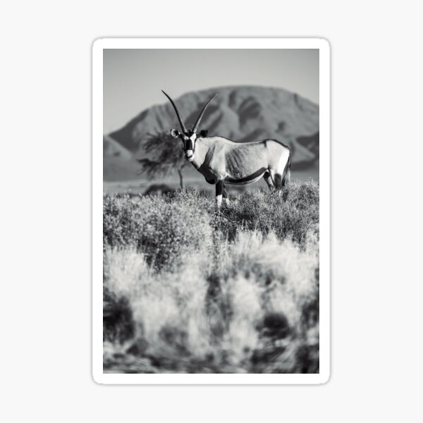 "An oryx antelope in Namibia" Sticker by Portalius | Redbubble