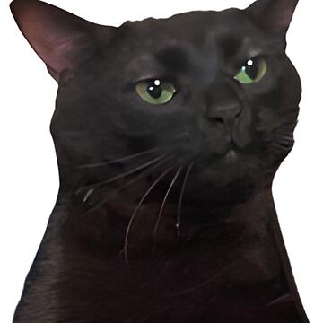 "Black Cat Meme" Sticker for Sale by Kaijju | Redbubble