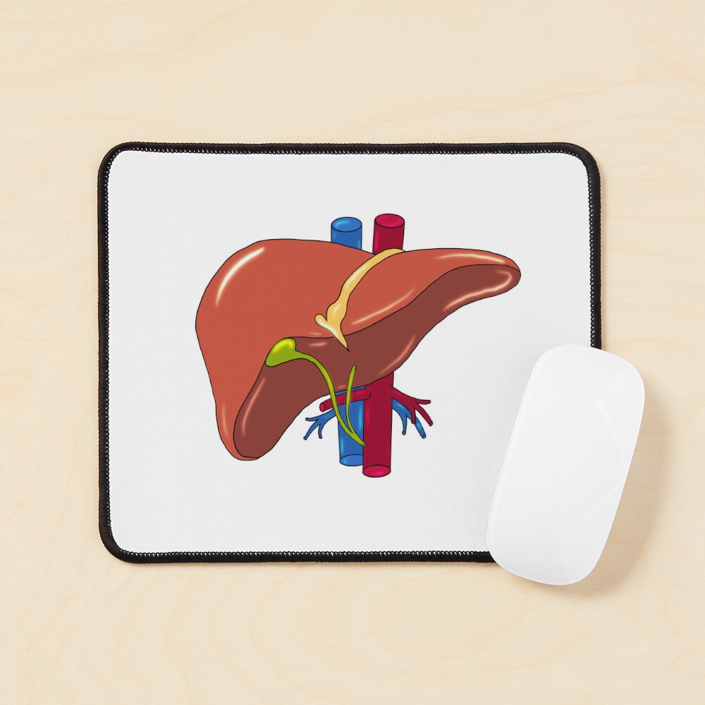 "Liver anatomy medical doctor" Sticker by carries-anatomy | Redbubble