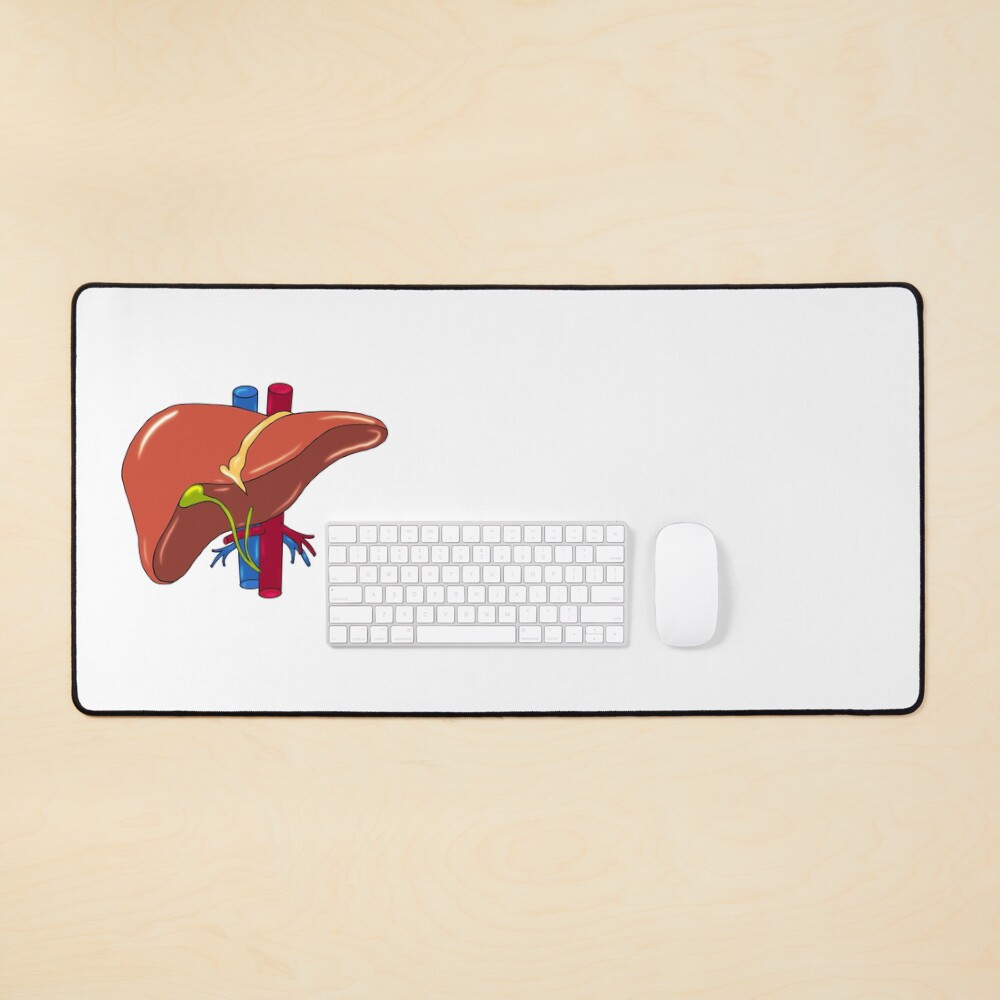 "Liver anatomy medical doctor" Sticker by carries-anatomy | Redbubble