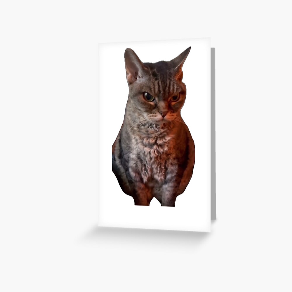 "angry cat meme" Sticker for Sale by misscouchpotato | Redbubble