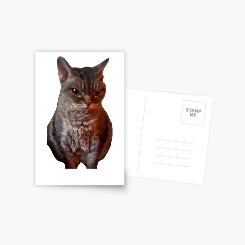 "angry cat meme" Sticker for Sale by misscouchpotato | Redbubble