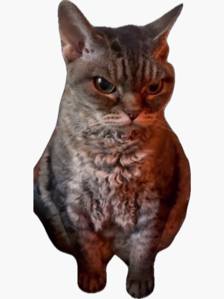 "angry cat meme" Sticker for Sale by misscouchpotato | Redbubble