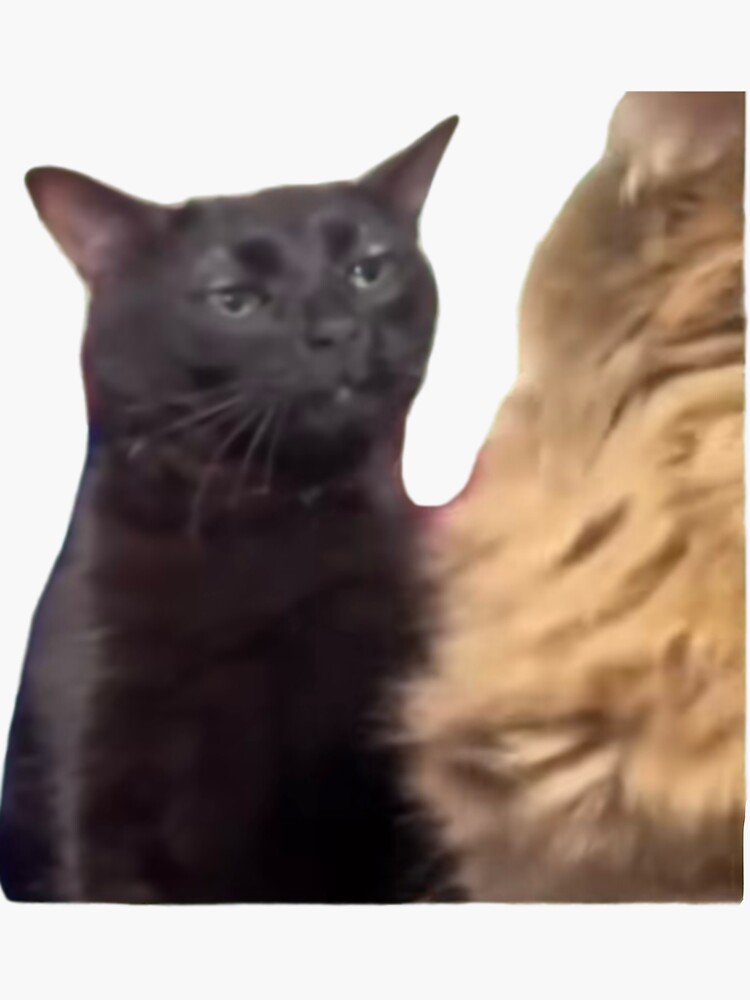 Reaktions Katzen Meme