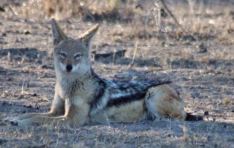 "PERFECT POSE of the "BLACK-BACKED JACKAL"" by Magriet Meintjes | Redbubble
