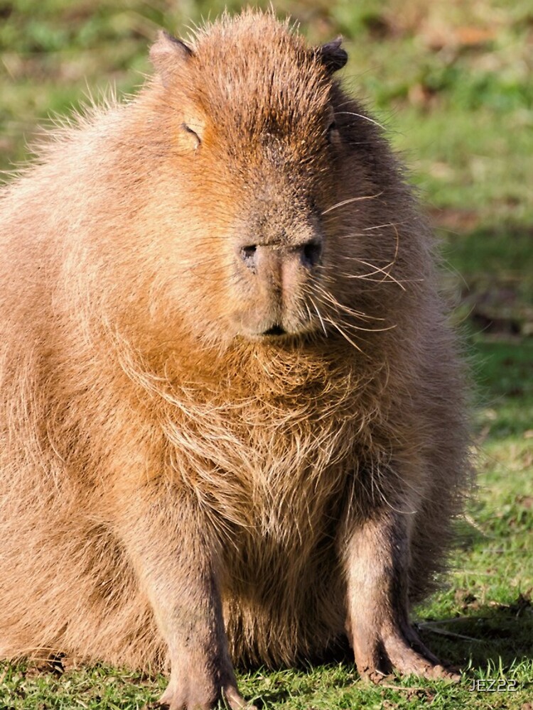 "Capybara stare" iPhone Case for Sale by JEZ22 | Redbubble