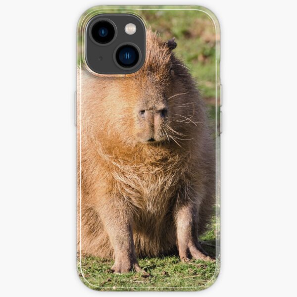 "Capybara stare" iPhone Case for Sale by JEZ22 | Redbubble