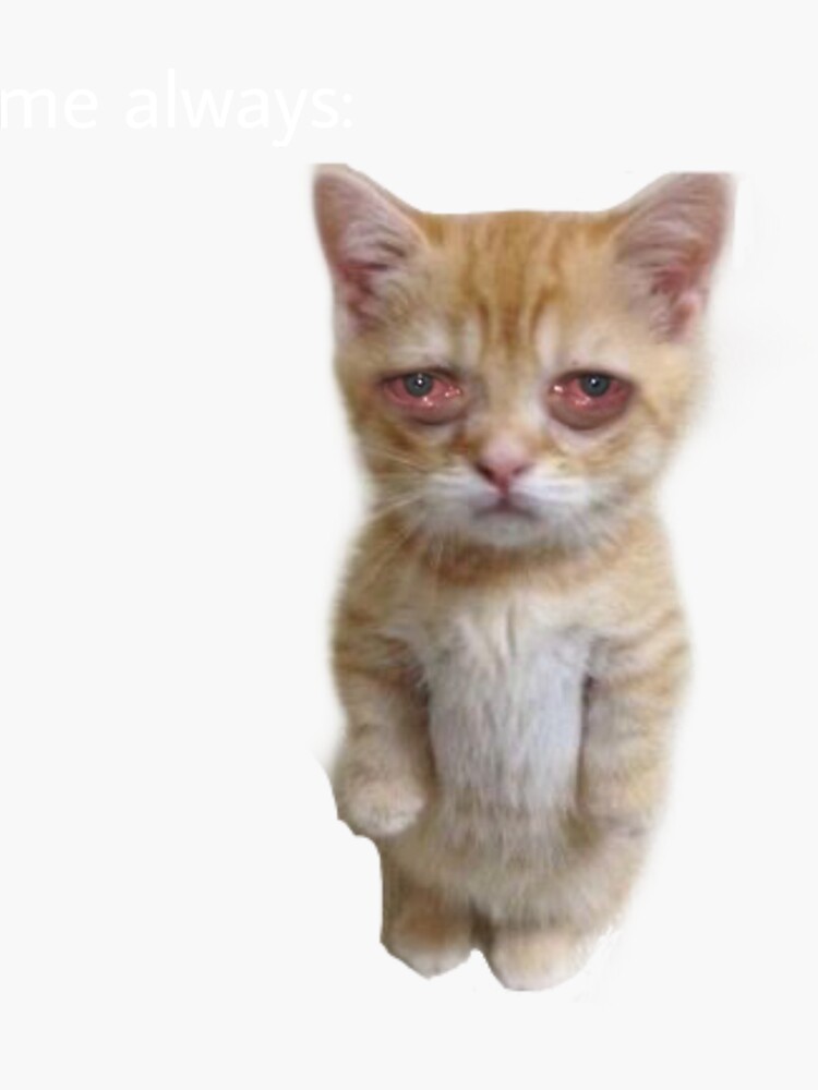 "Sad Funny Cat Meme" Sticker for Sale by eva-aestheticcc | Redbubble
