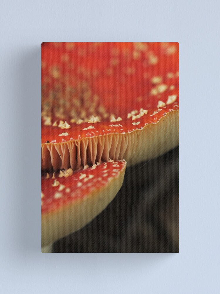 "Toadstool detail" Canvas Print for Sale by AnnaKT | Redbubble