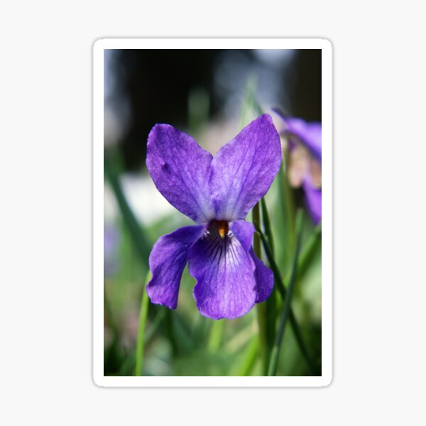 "Portrait of a Wild Violet" Sticker for Sale by Kasia-D | Redbubble