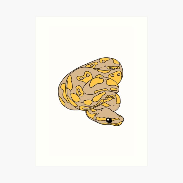"Banana Ball Python" Art Print by HannahDale | Redbubble