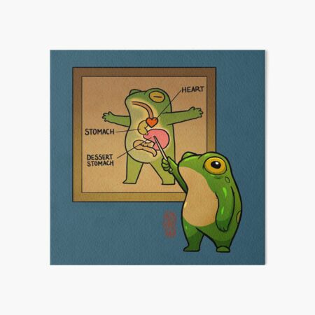 Diagrama De Anatomía Interna De La Rana