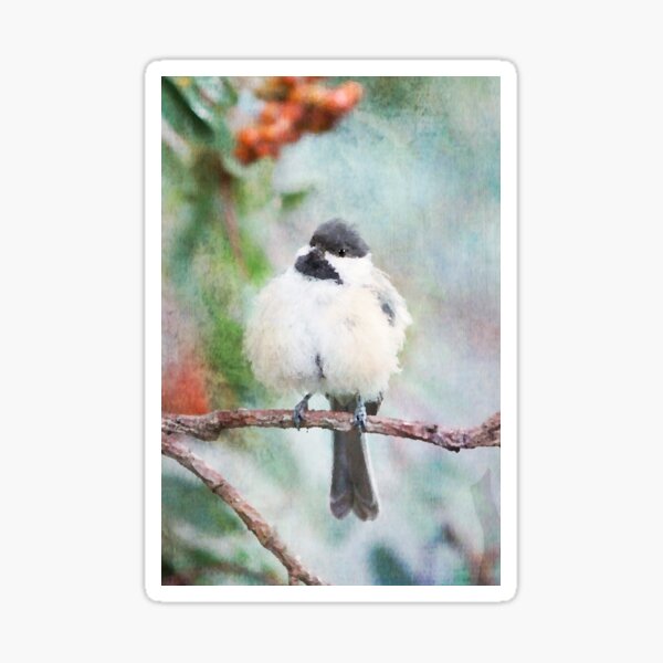 "Chickadee Digital Watercolor" Sticker by skenworthy | Redbubble