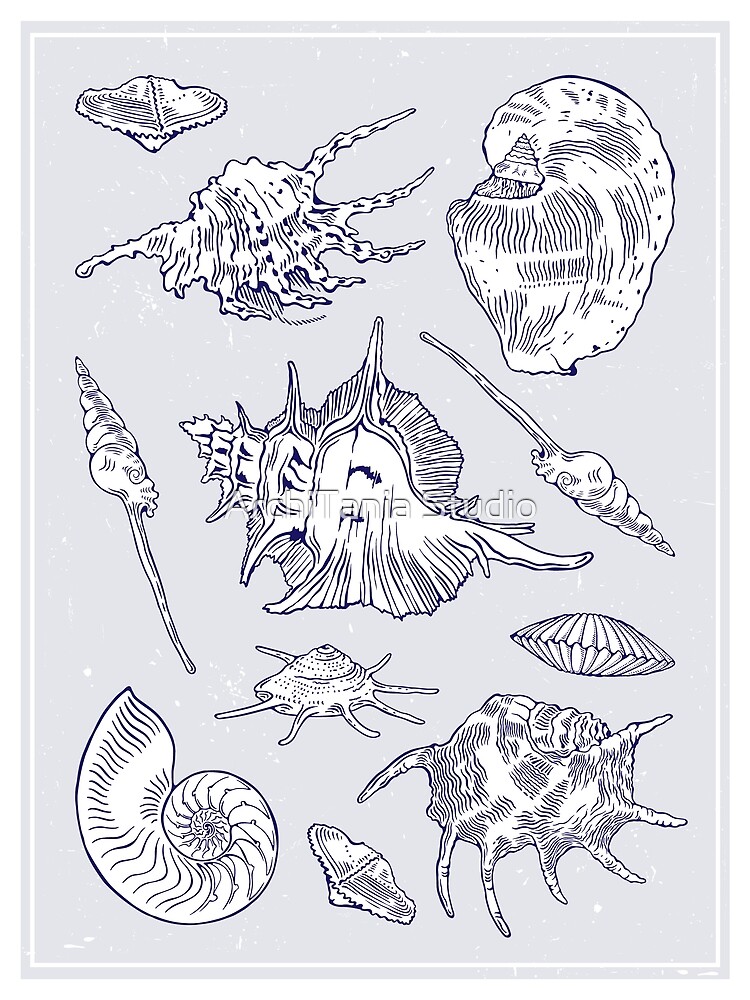 "Seashells. Blue set of realistic sea life drawings." Poster for Sale ...