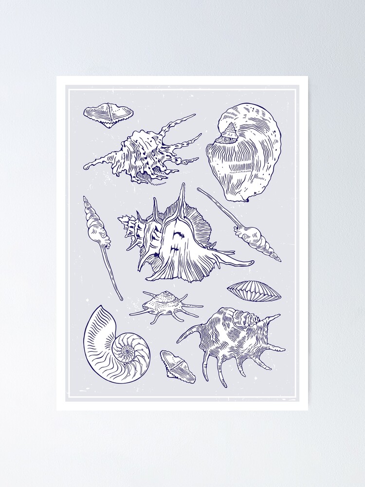 "Seashells. Blue set of realistic sea life drawings." Poster for Sale ...