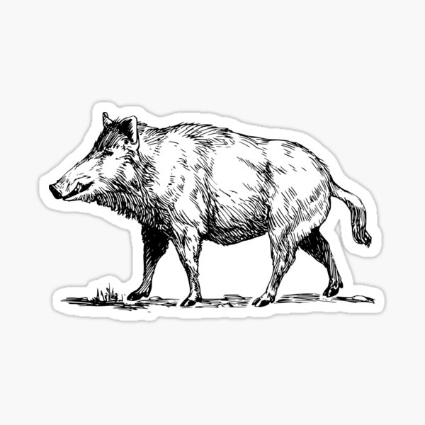"Boar" Sticker for Sale by David Dehner | Redbubble