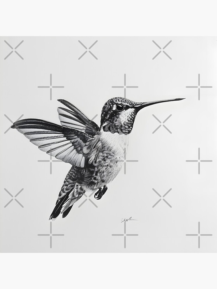 Croquis Au Crayon De Colibris