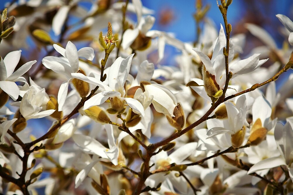 "Magnolia Magic " by Alexandra Lavizzari | Redbubble