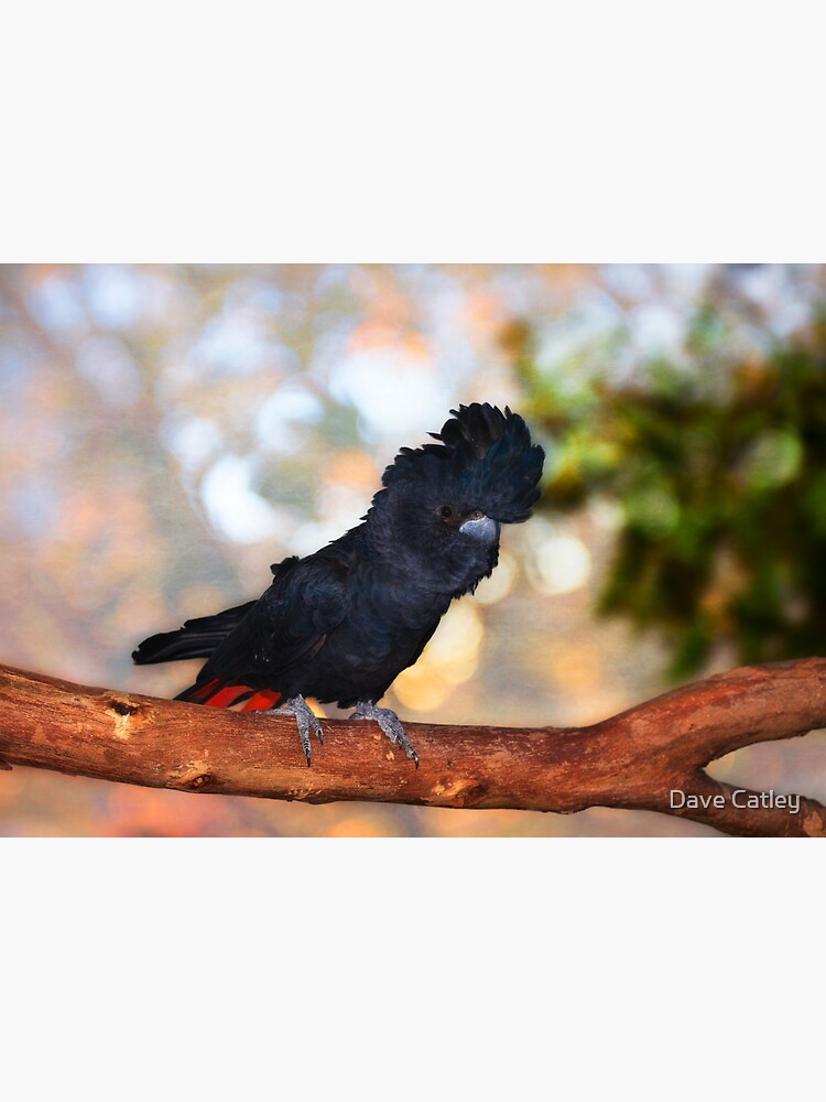 "Raf the Red Tailed Black Cockatoo, Native Animal Rescue, Perth ...