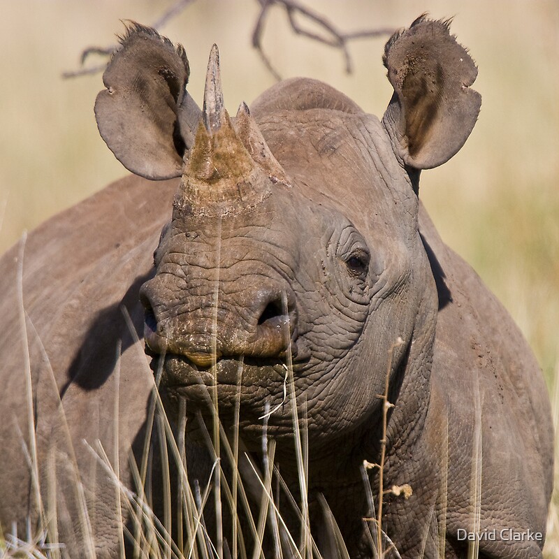"Black Rhino at Lewa" by David Clarke | Redbubble