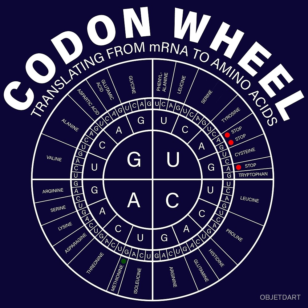 "GENETICS: mRNA Codon Wheel" by OBJETDART | Redbubble