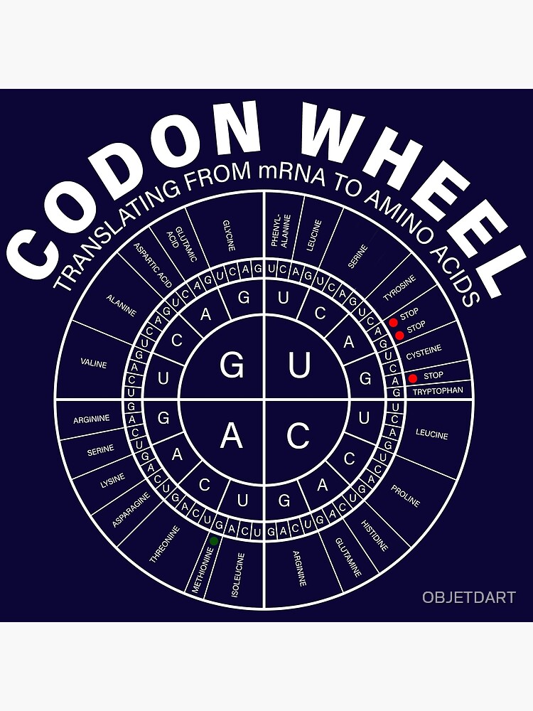 "GENETICS: mRNA Codon Wheel" Art Print by OBJETDART | Redbubble