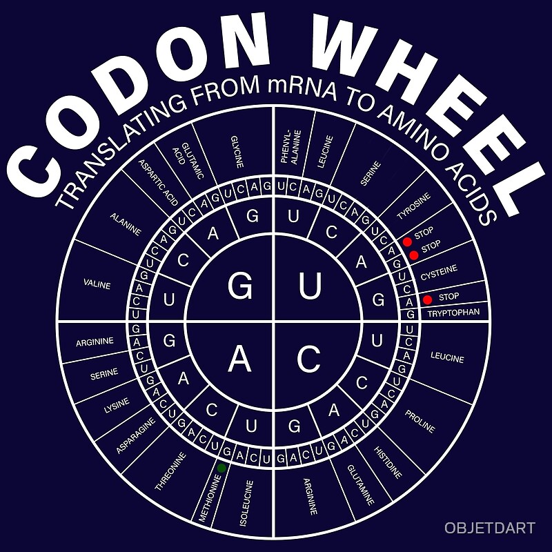 "GENETICS: mRNA Codon Wheel" by OBJETDART | Redbubble