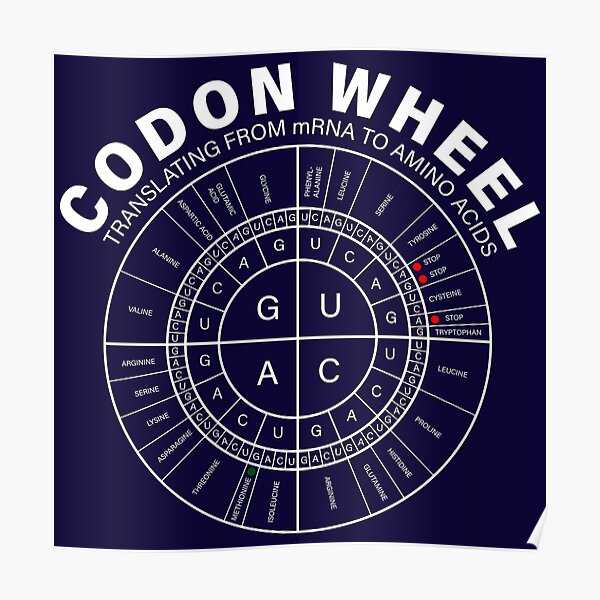 "GENETICS: mRNA Codon Wheel" Poster for Sale by OBJETDART | Redbubble