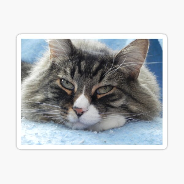 "Ash" Sticker for Sale by MarthaMedford | Redbubble