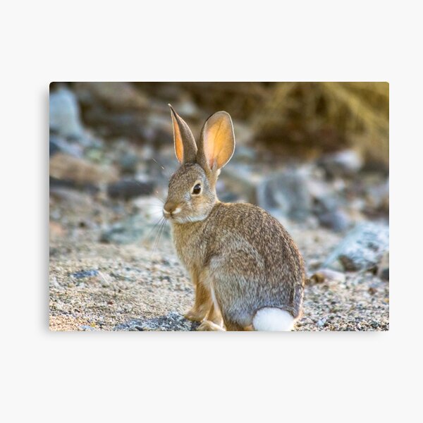 Cottontail Canvas Prints | Redbubble