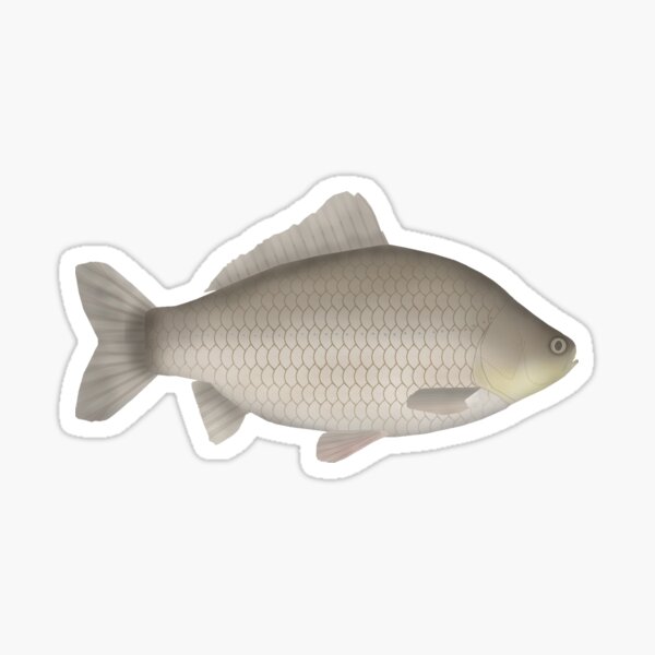 "Prussian Carp" Sticker for Sale by fishfolkart | Redbubble