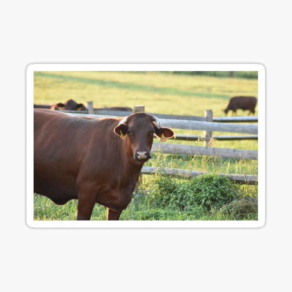 "Red Angus Cattle" Sticker for Sale by HeavenScapes | Redbubble
