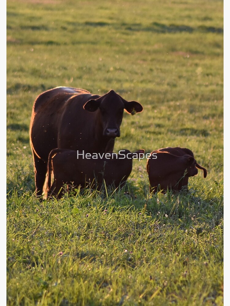 "Red Angus Cattle" Spiral Notebook for Sale by HeavenScapes | Redbubble