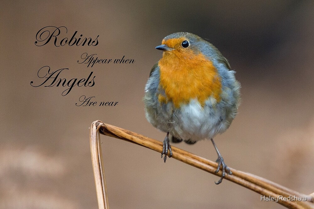 "Red Robin Angels" by HaleyRedshaw | Redbubble