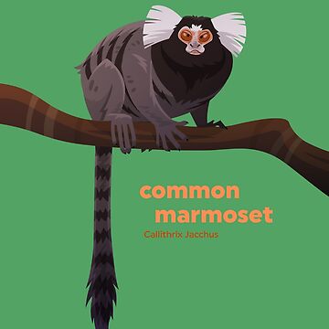 "Common Marmoset (Callithrix jacchus)" Sticker by EstudioToona | Redbubble