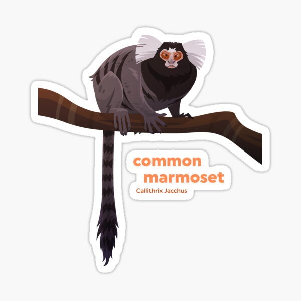"Common Marmoset (Callithrix jacchus)" Sticker by EstudioToona | Redbubble